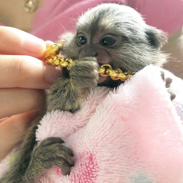 Pygmy Marmoset for Sale $100: Discover the World's Smallest Monkey